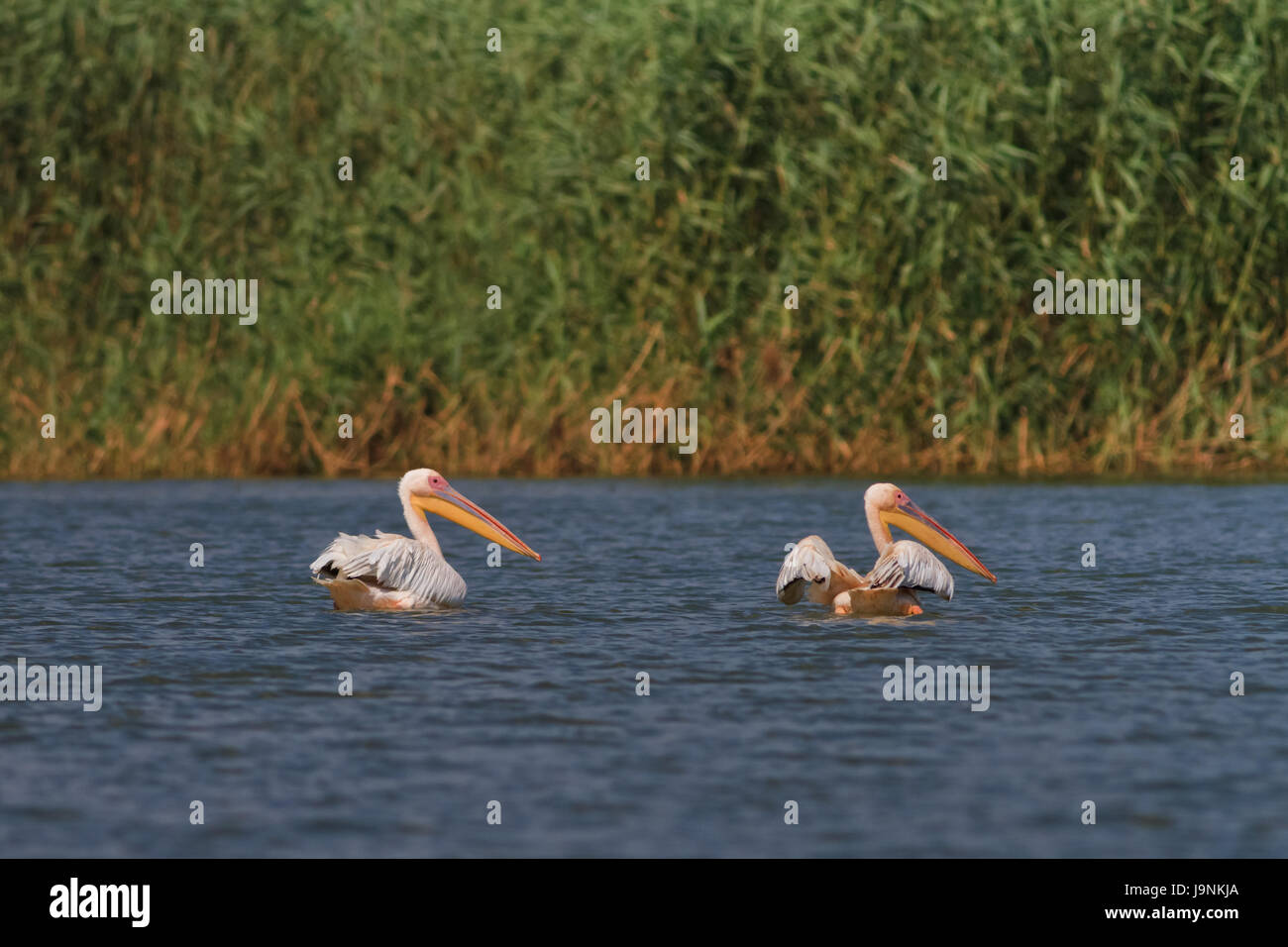 bird, danube, pelican, delta, migratory, river, water, bird, wild, beak ...