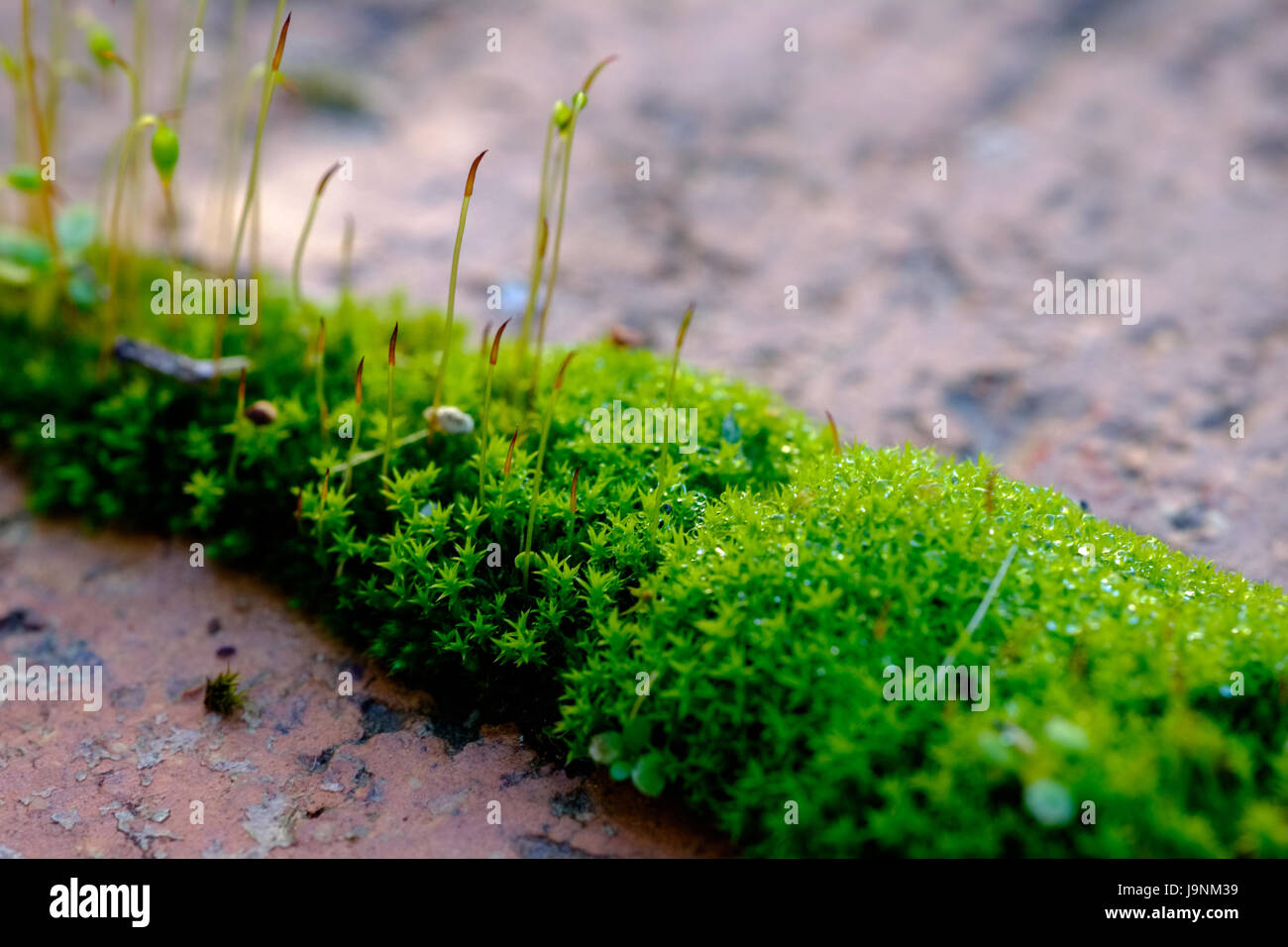Moss on brick pavement Stock Photo - Alamy