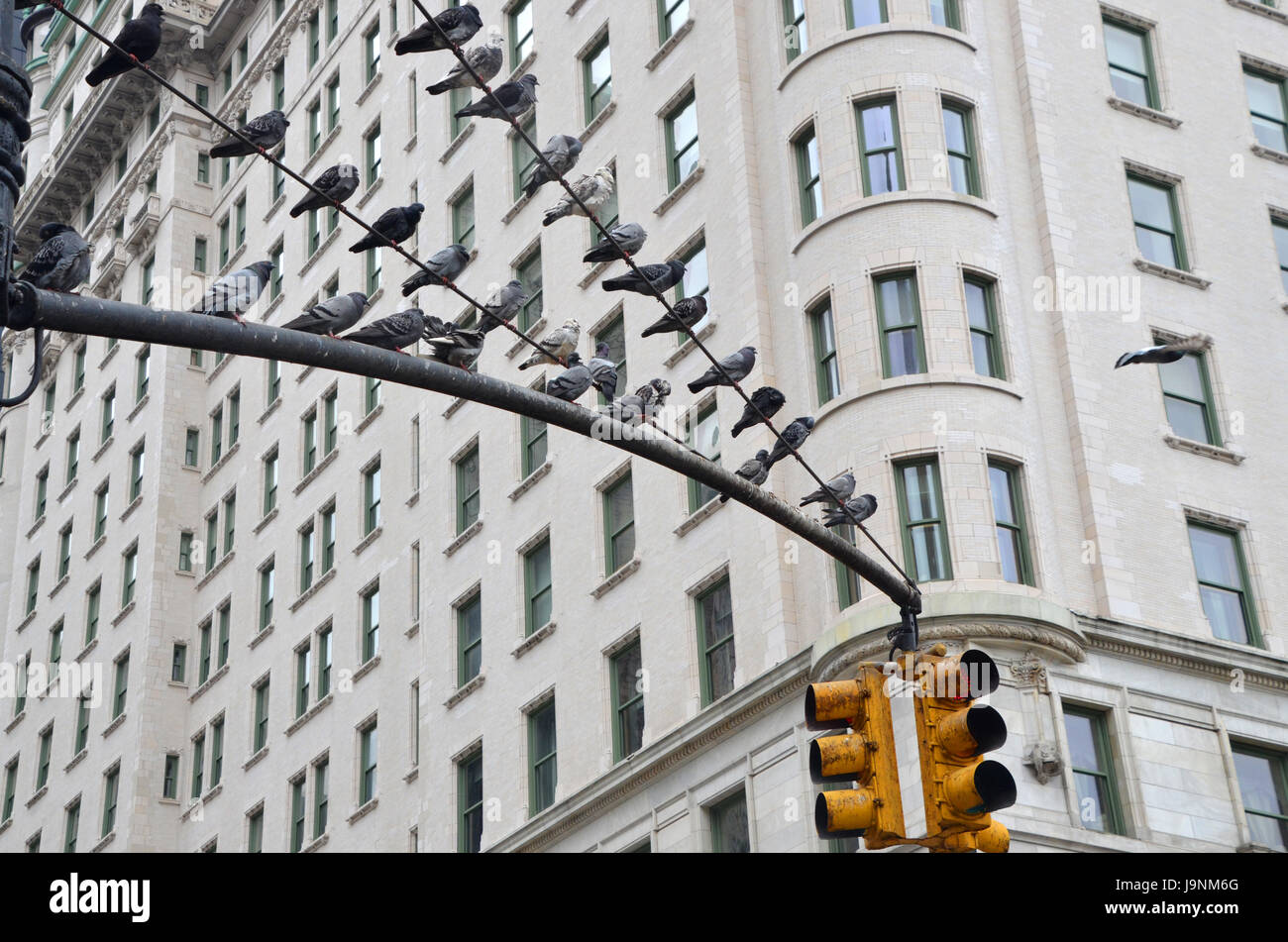 pigeons sit on a wire over grand army plaza manhattan new york Stock ...