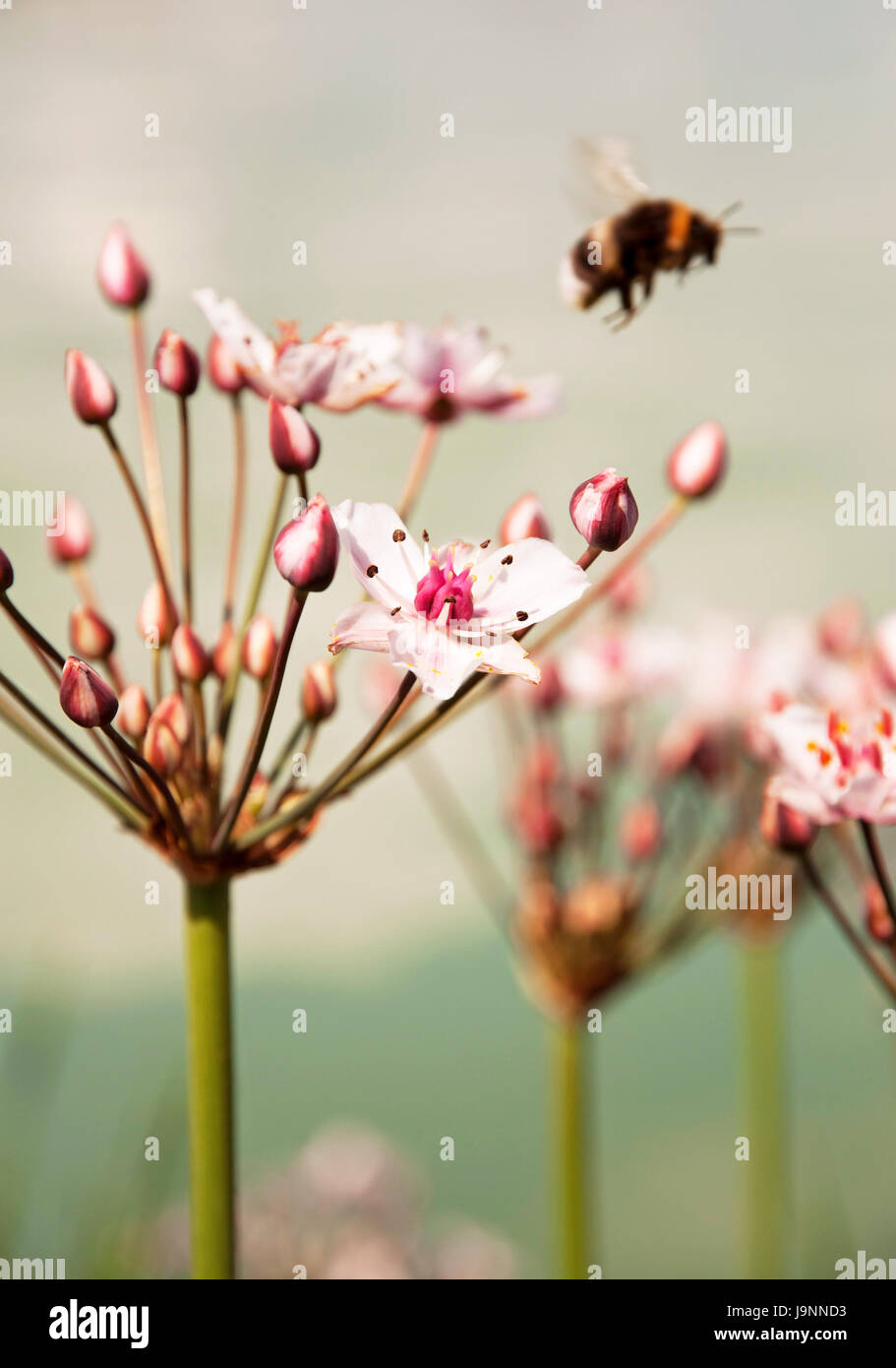 flower, plant, swamp, flora, fresh water, lake, inland water, water ...