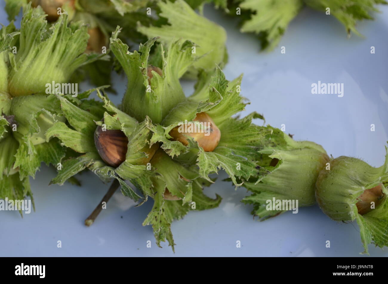 Hazelnut farm hi-res stock photography and images - Alamy