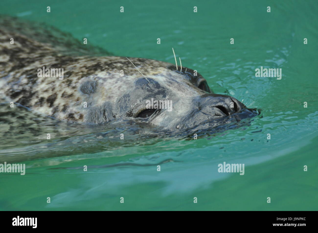 seal, mammal, eyes, skin, nose, seal, pelvis, basin, water, heuler ...