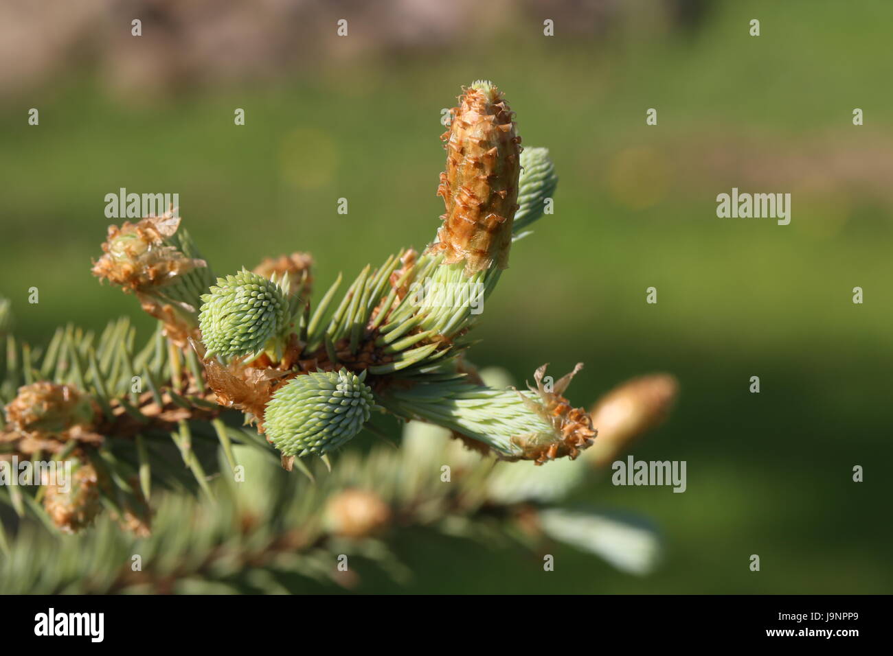 Nature shows middle finger Stock Photo - Alamy