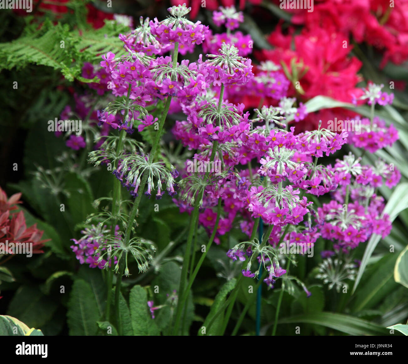 Clump Forming Perennial High Resolution Stock Photography and Images ...