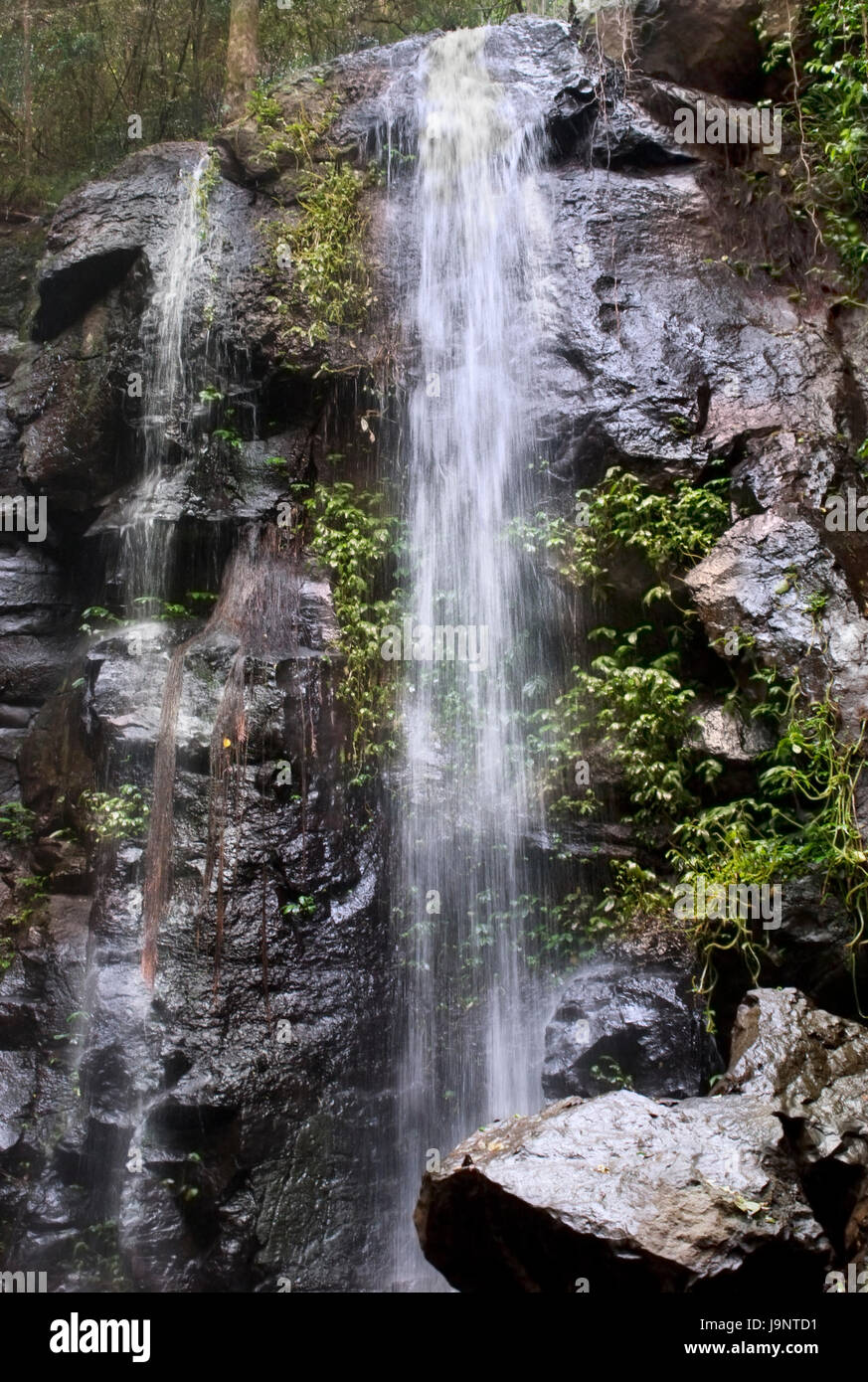waterfall, environment, enviroment, tree, stone, stream, rock ...