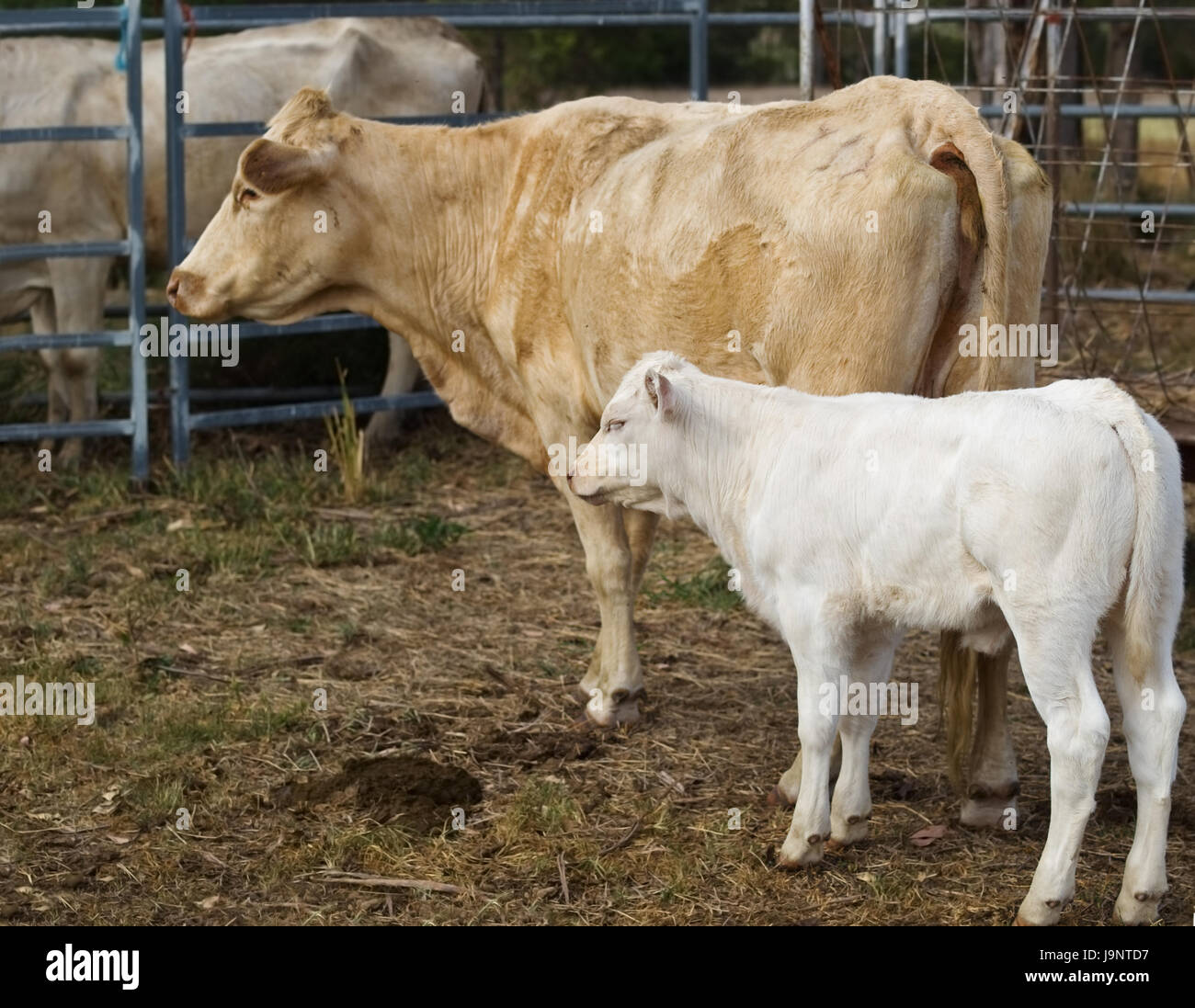 Australian beef cow hi-res stock photography and images - Alamy