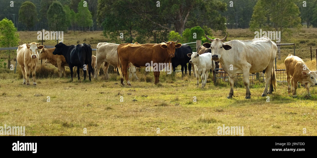 sight, view, outlook, perspective, vista, panorama, lookout, cattle ...