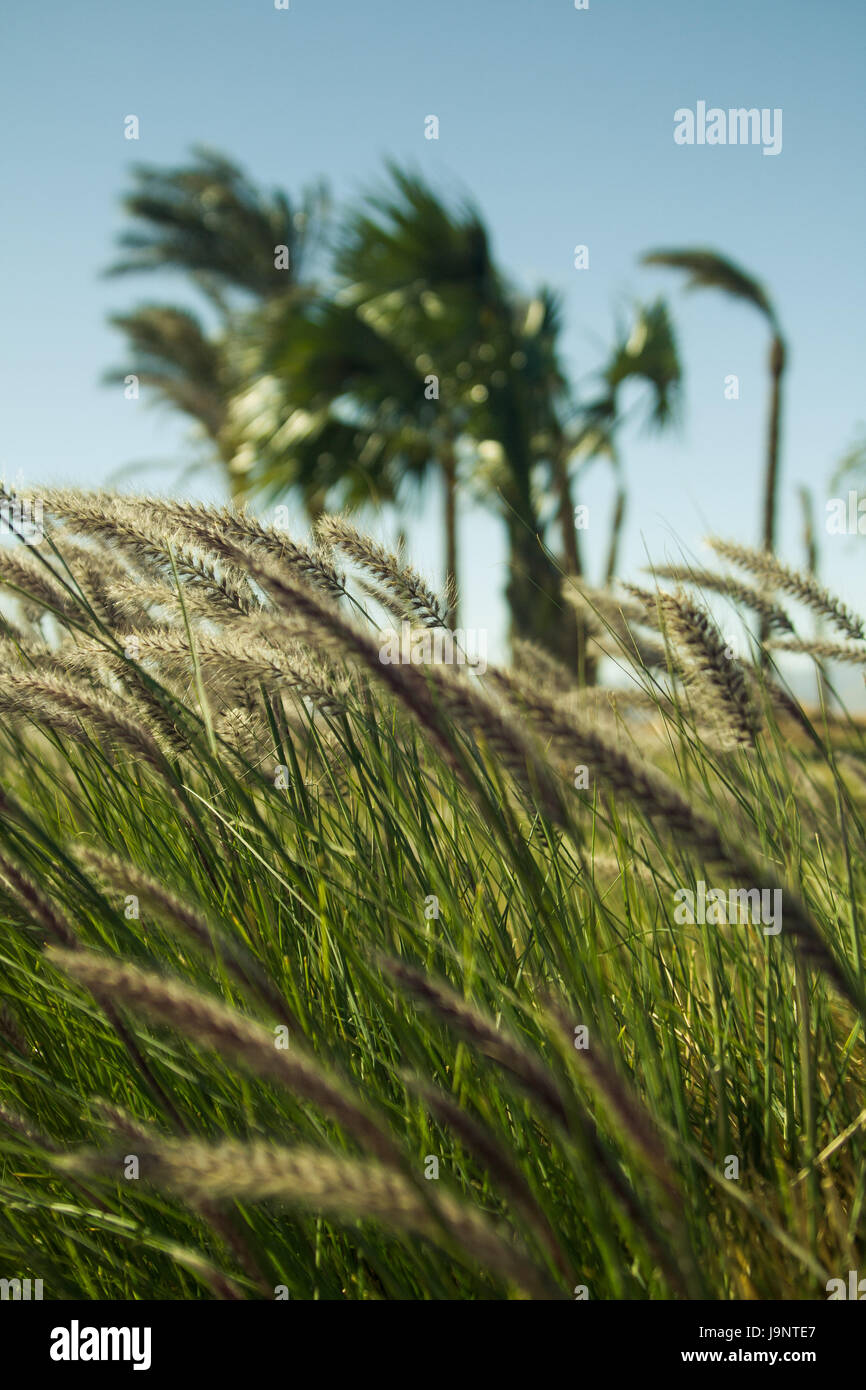 summer, summerly, weed, palm, meadow, lawn, green, nature, tree ...