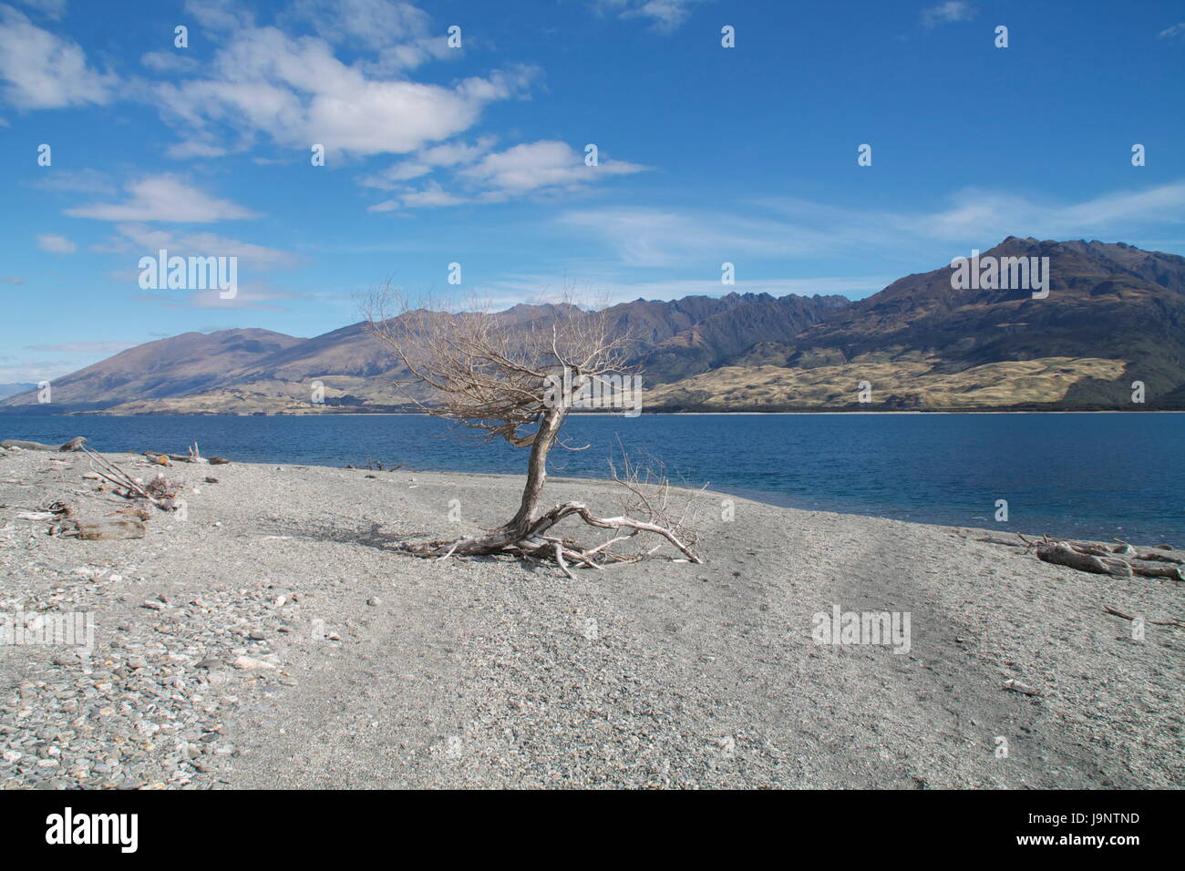 blue, tree, new zealand, salt water, sea, ocean, water, scenery ...