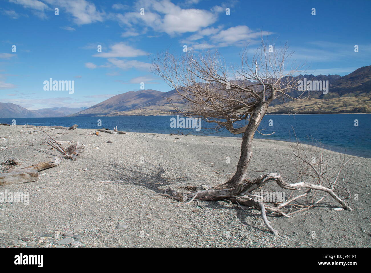 blue, tree, new zealand, salt water, sea, ocean, water, scenery ...