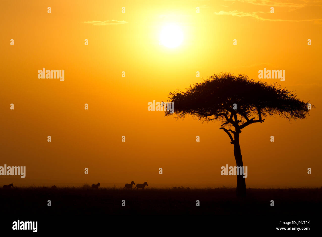 sunset, game reserve, acacia, tree, sunset, africa, kenya, umbrella ...