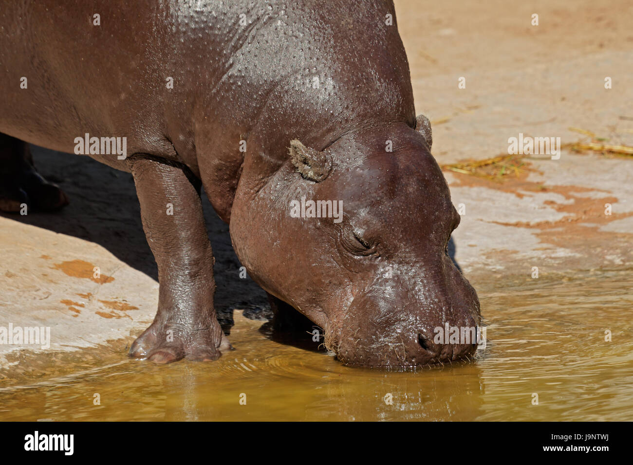 animal, mammal, wildlife, safari, hippopotamus, hippo, pygmy, mouth ...