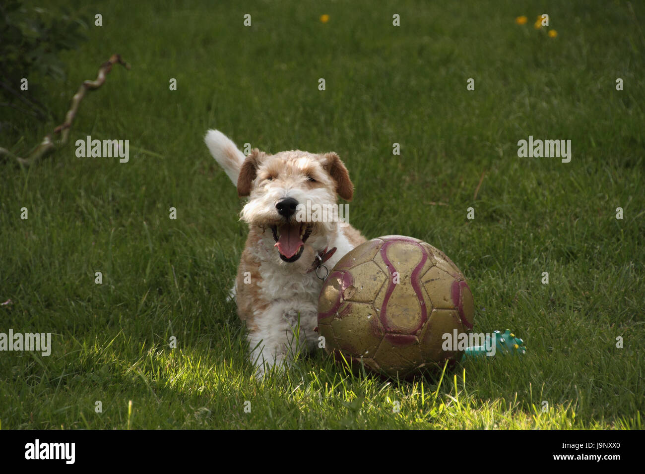 fox terrier with ball Stock Photo - Alamy