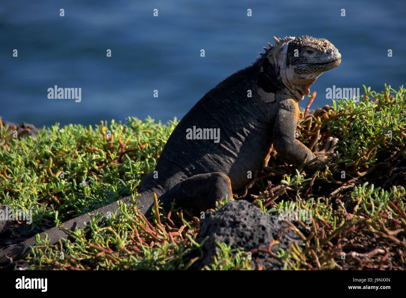 saurian, iguana, dragon, dinosaur, reptile, wild, lizard, saurian ...