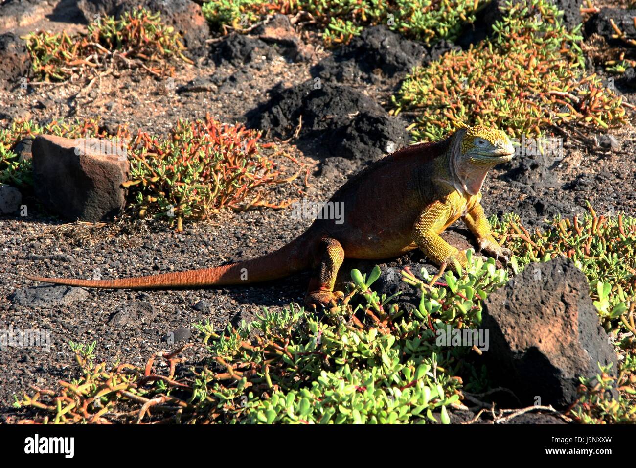 saurian, iguana, dragon, dinosaur, reptile, wild, lizard, saurian ...