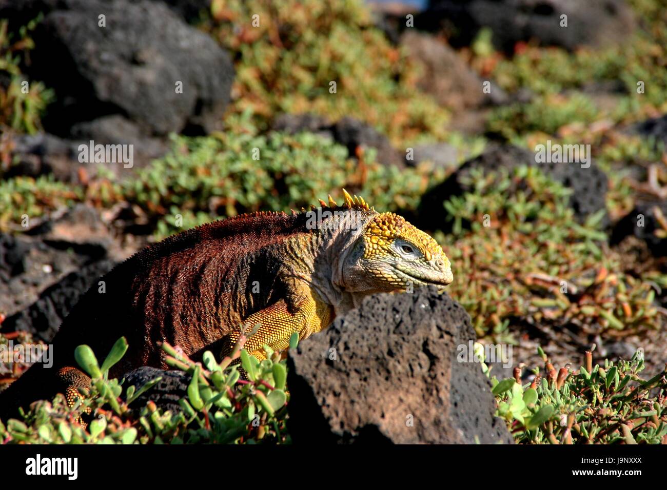 saurian, iguana, dragon, dinosaur, reptile, wild, lizard, saurian ...