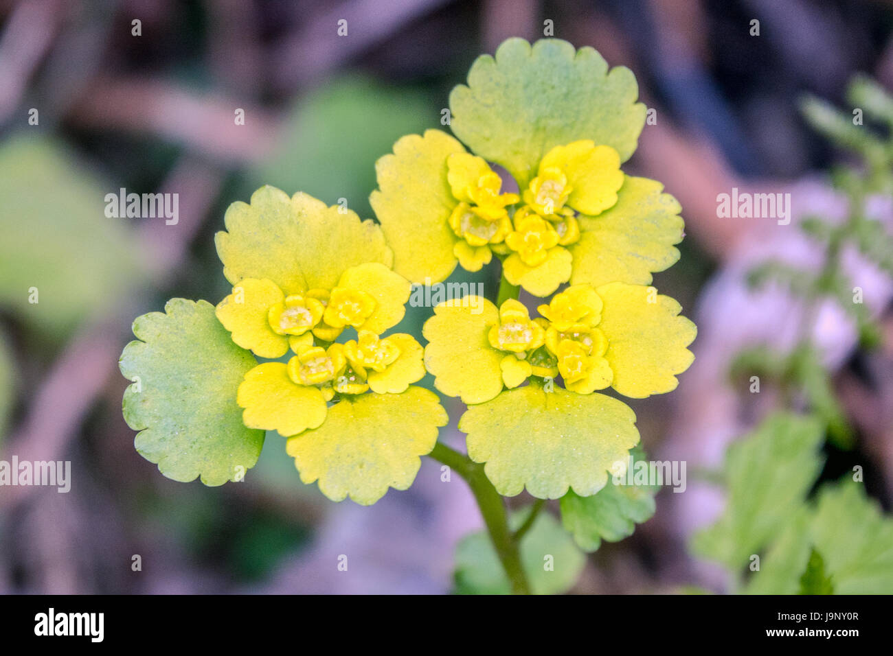 Alternate-leaved Golden Saxifrage in bloom Stock Photo - Alamy
