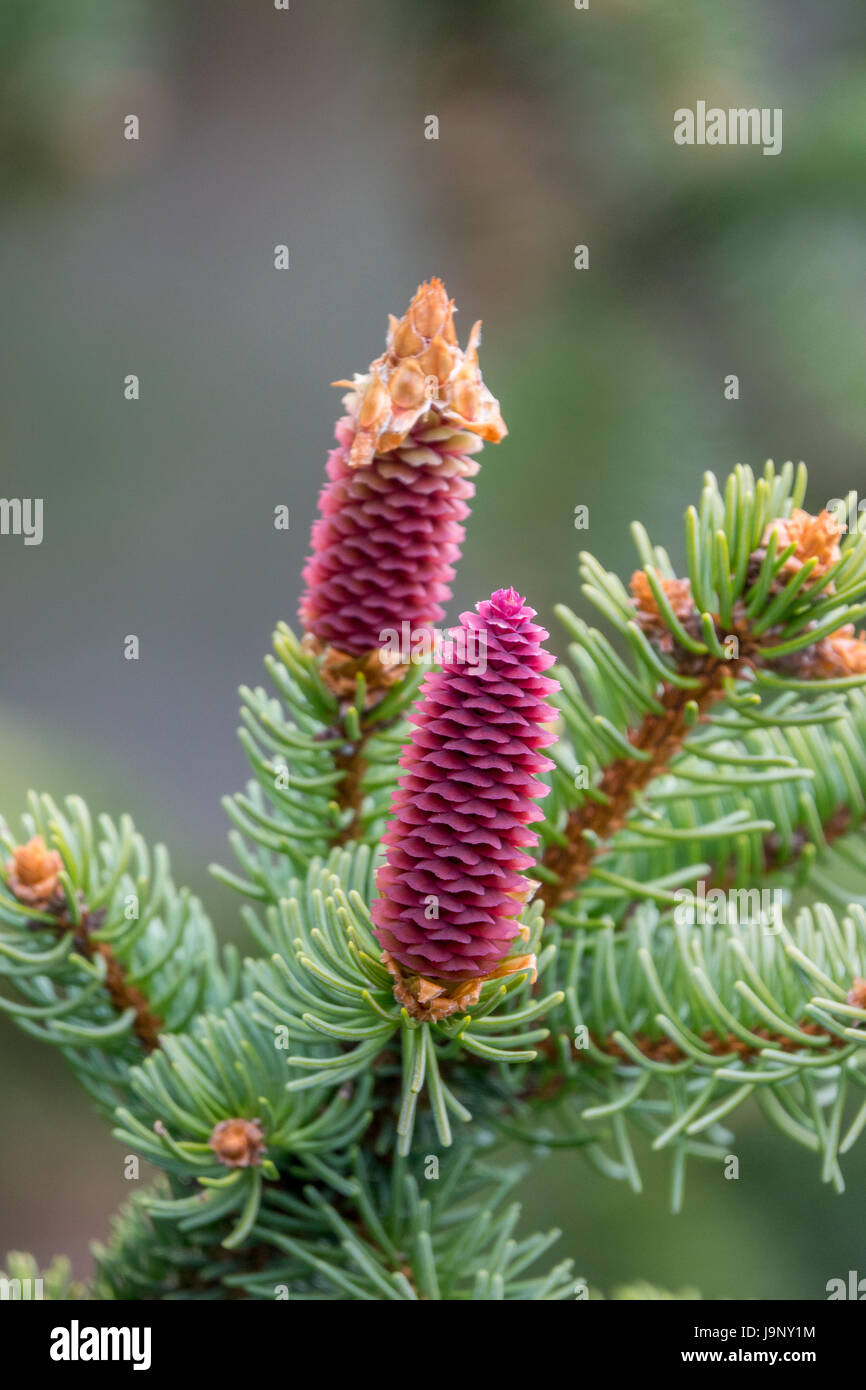 Norway spruce picea abies cones on a twig hi-res stock photography and ...