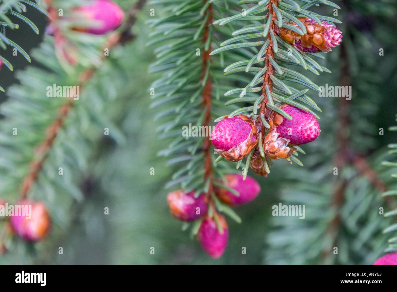 Flowering cones on a Norway spruce Stock Photo - Alamy