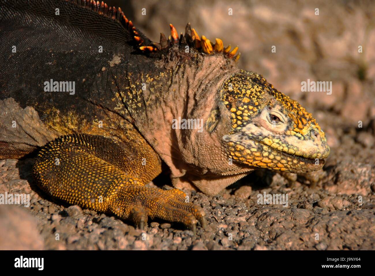 Reptile lizard saurian hovel crawler hi-res stock photography and ...