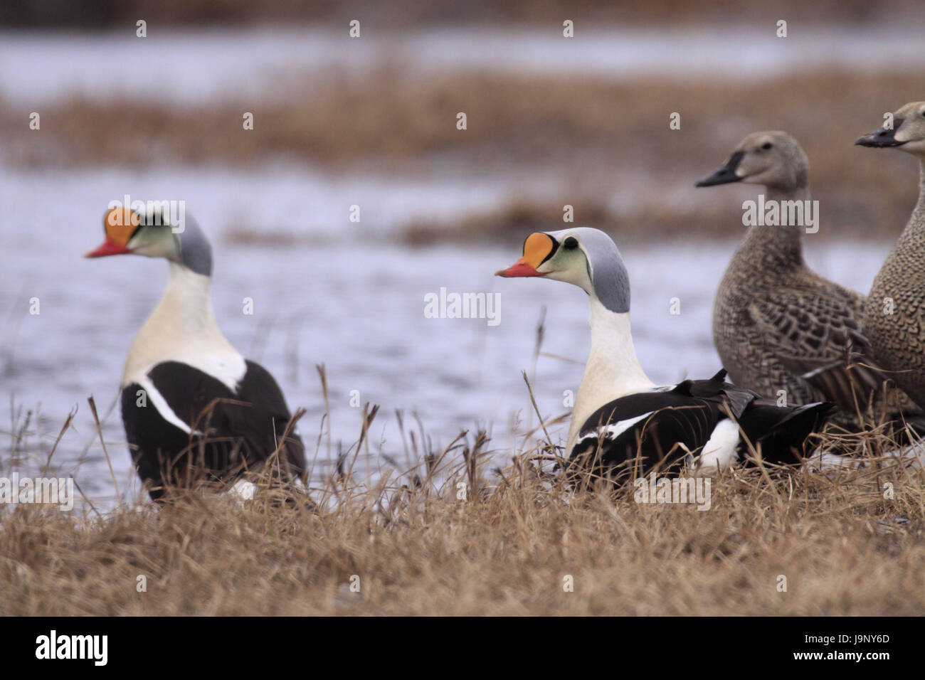 Kings eiders hi-res stock photography and images - Alamy