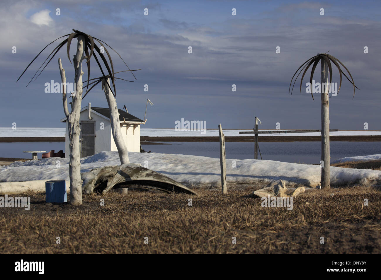 North America,the USA,Alaska,Nordalaska,Barrow,trunks,decoration,palms ...