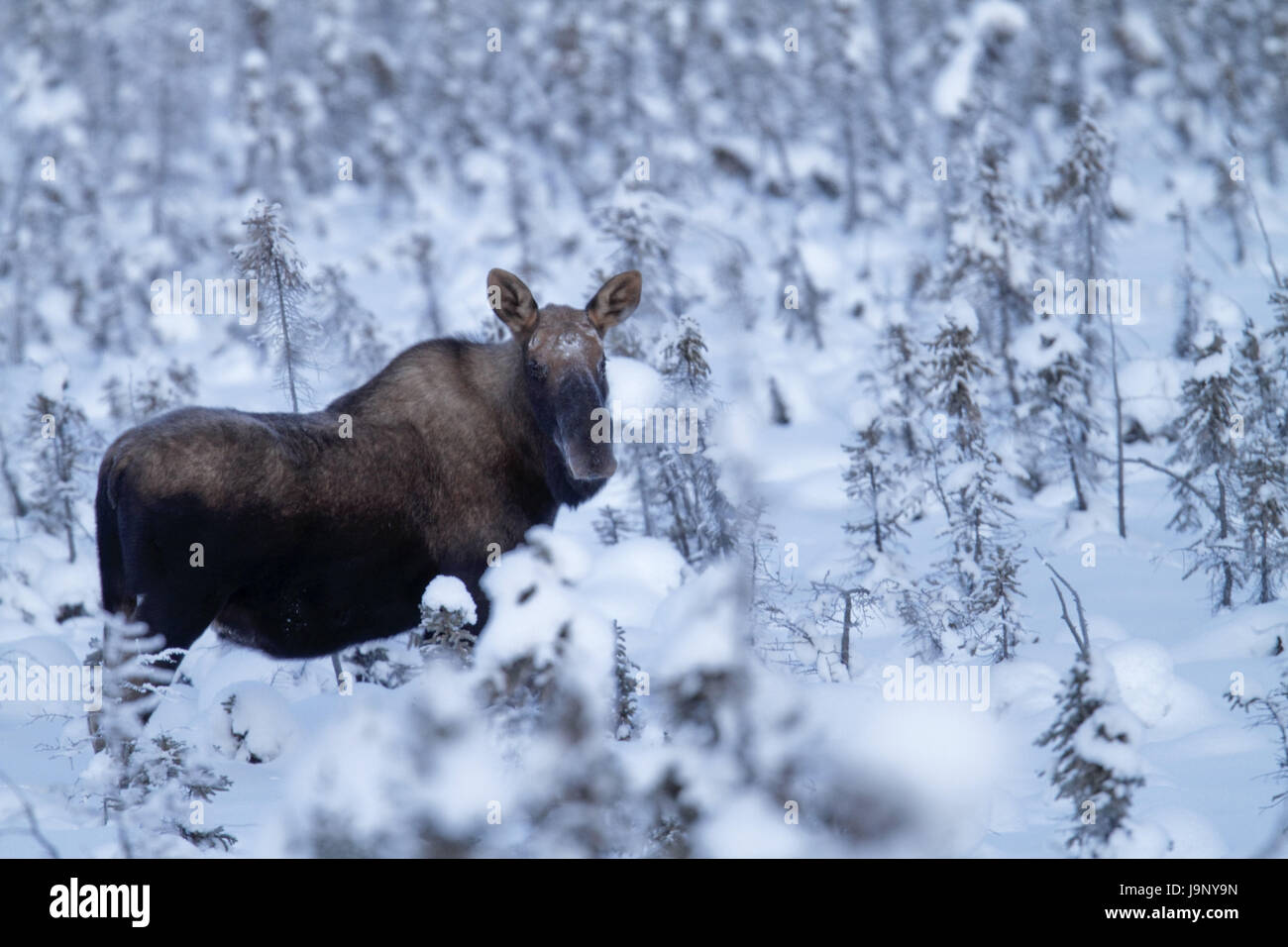 North America,Canada,Yukon territory,Yukon Territory,Dempster highway ...