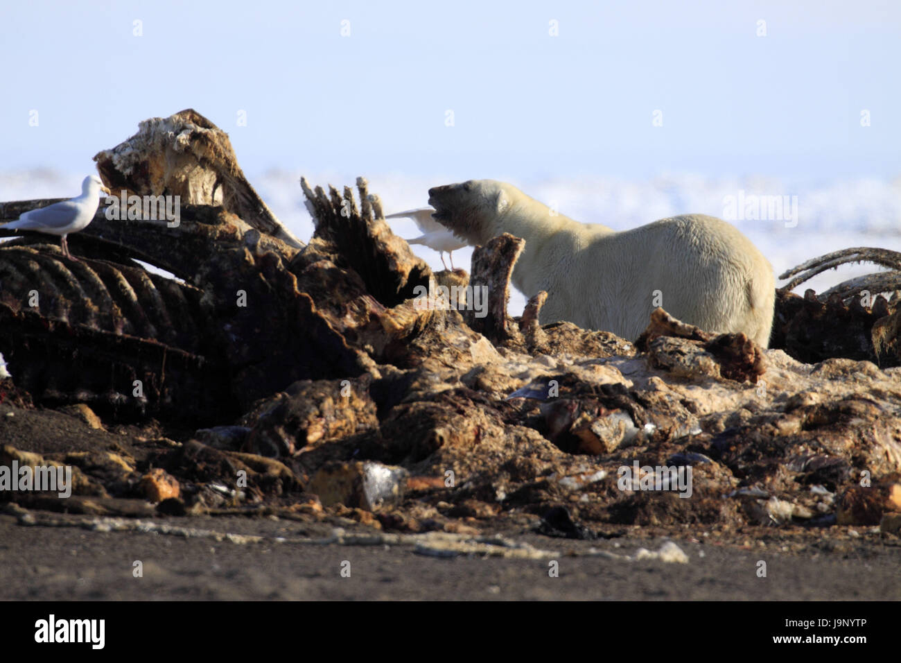 North America,the USA,Alaska,Barrow,polar bear,Polar Bear,Ursus ...