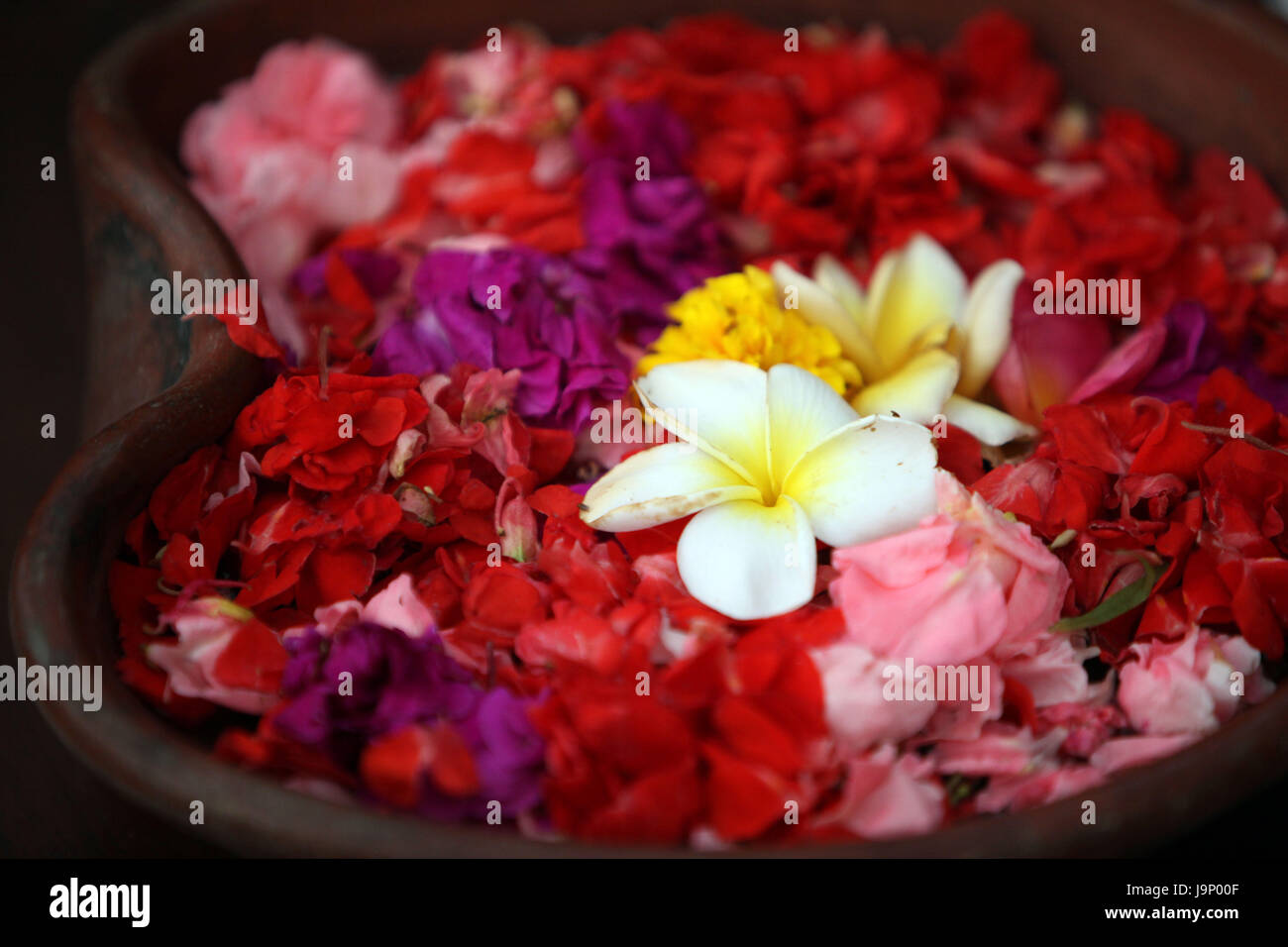 Bali flowers hi-res stock photography and images - Alamy