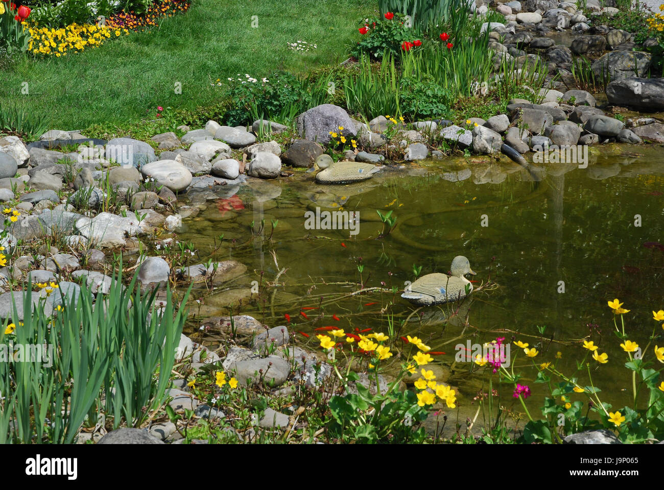Island Mainau,pond,mallards,garden pond,waters,stones,swimming ducks ...