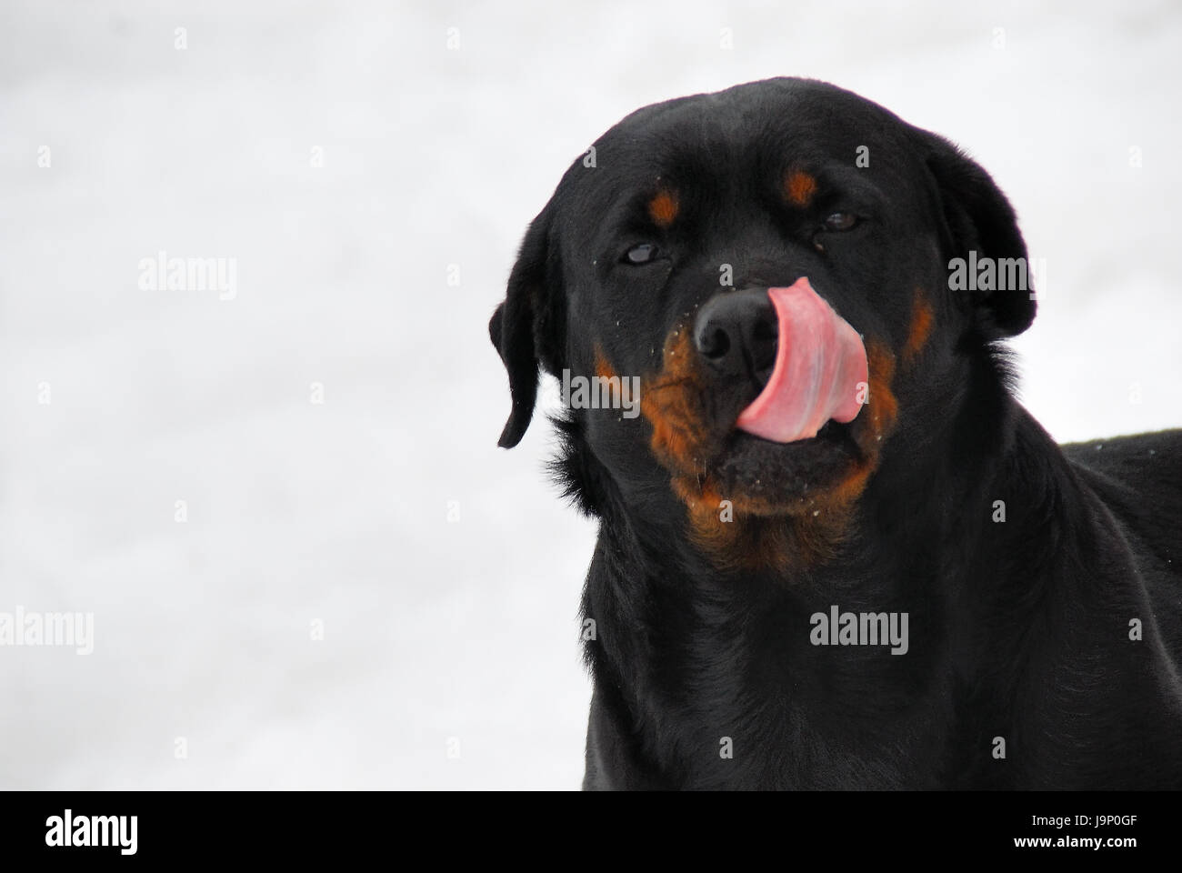 Rottweiler licking nose hi-res stock photography and images - Alamy