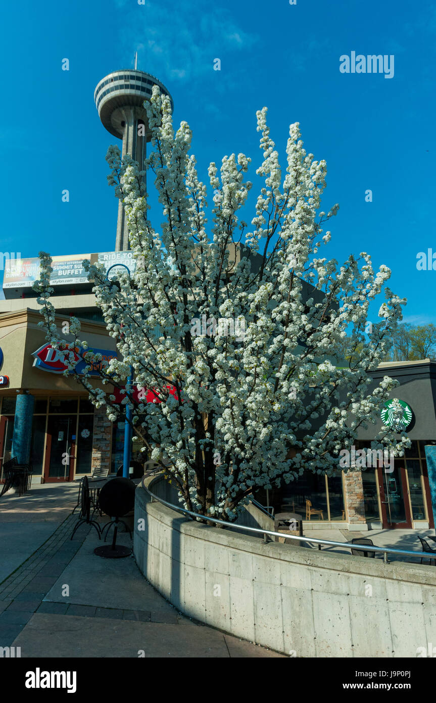 Beautiful outdoor scenery of Magnolia Trees blossom in Niagara Falls ...
