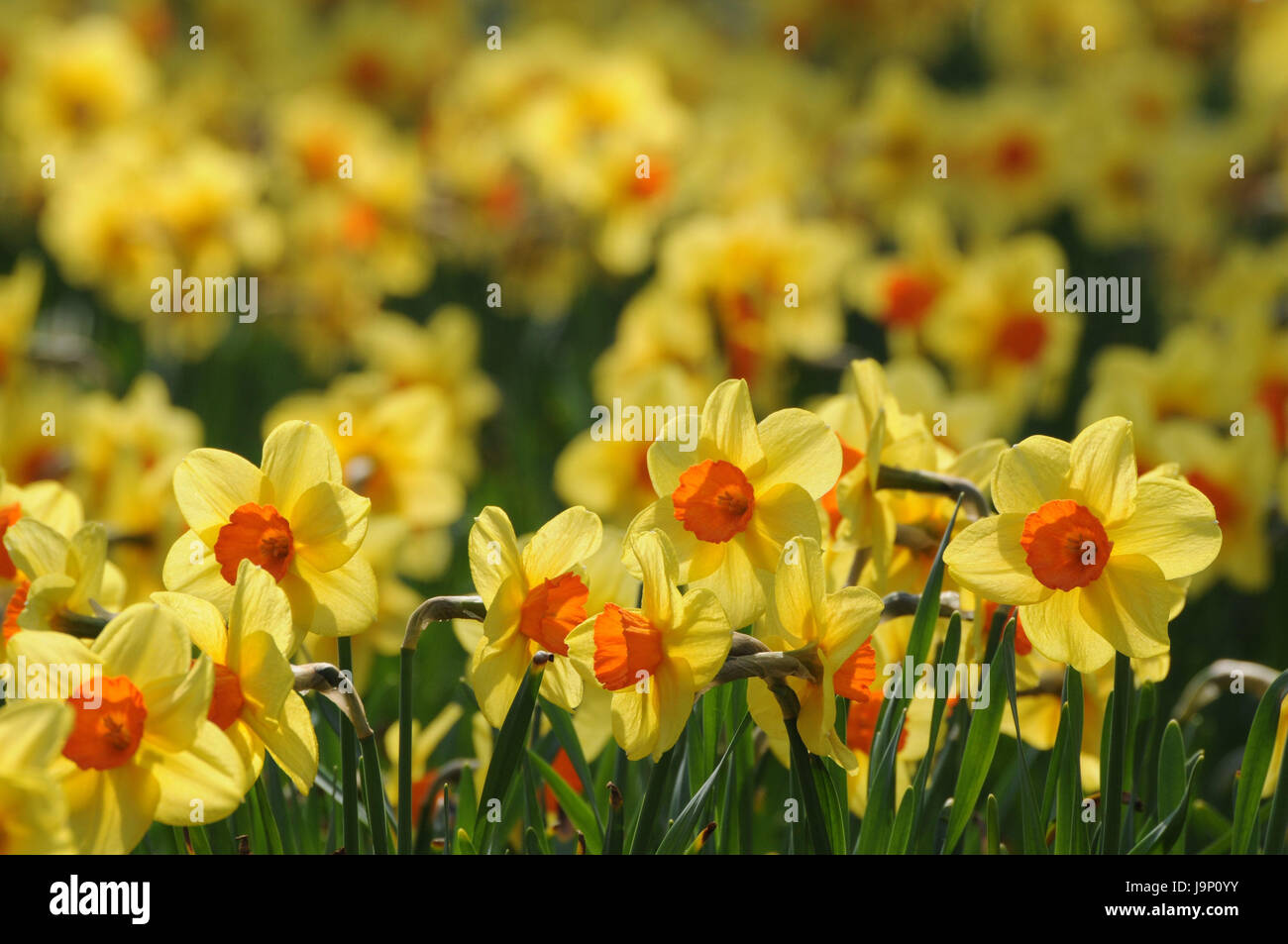 Narcissus field,blossoms,detail,spring,narcissus meadow,flowers ...
