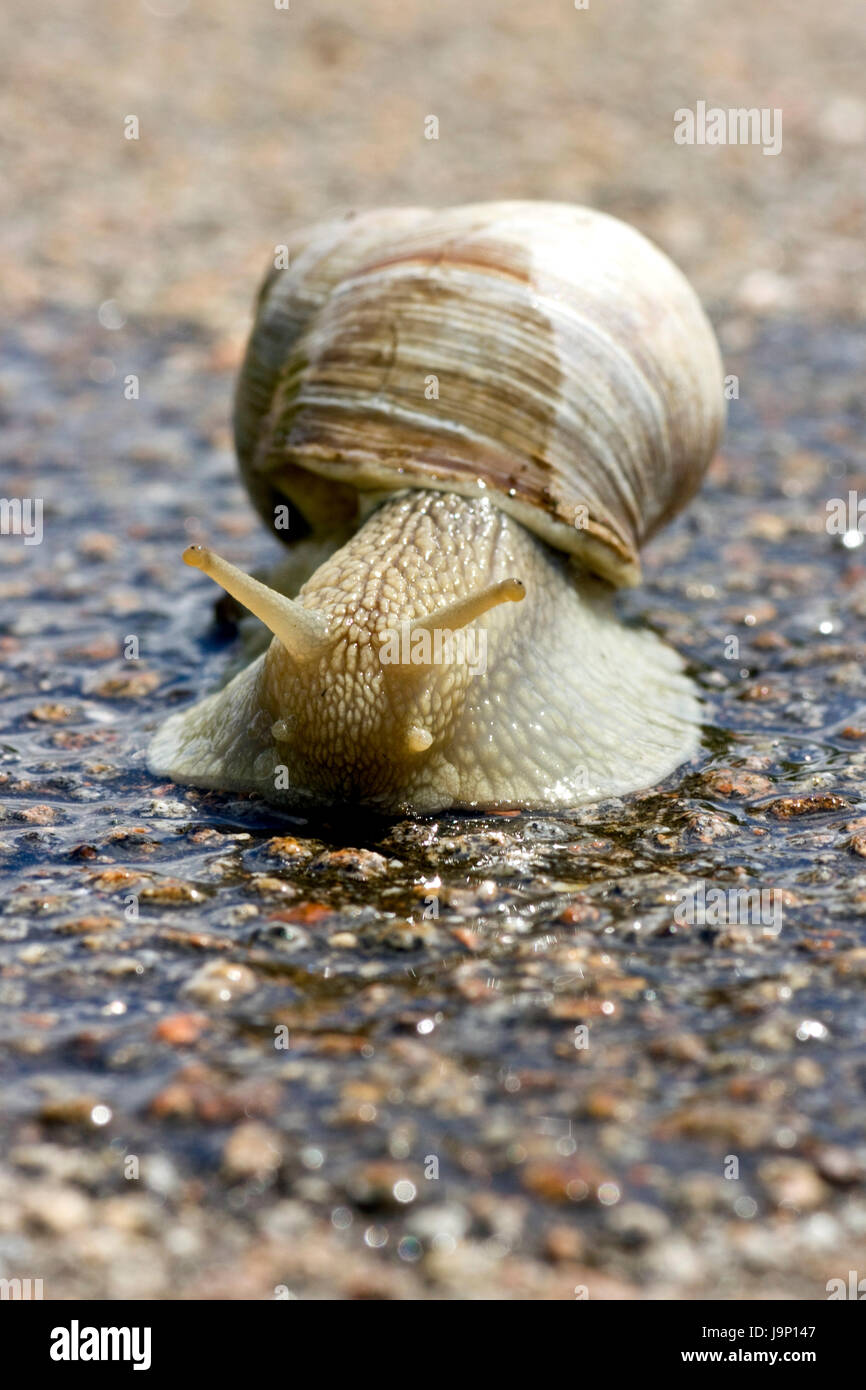 animal, snail, edible snail, snail shell, creep, macro, close-up, macro ...