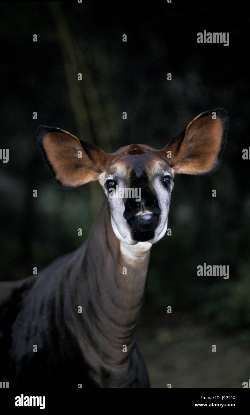 Okapi wild hi-res stock photography and images - Alamy