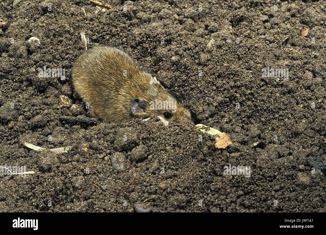 Usual Wühlmaus,Microtus arvalis,ground,dig Stock Photo - Alamy