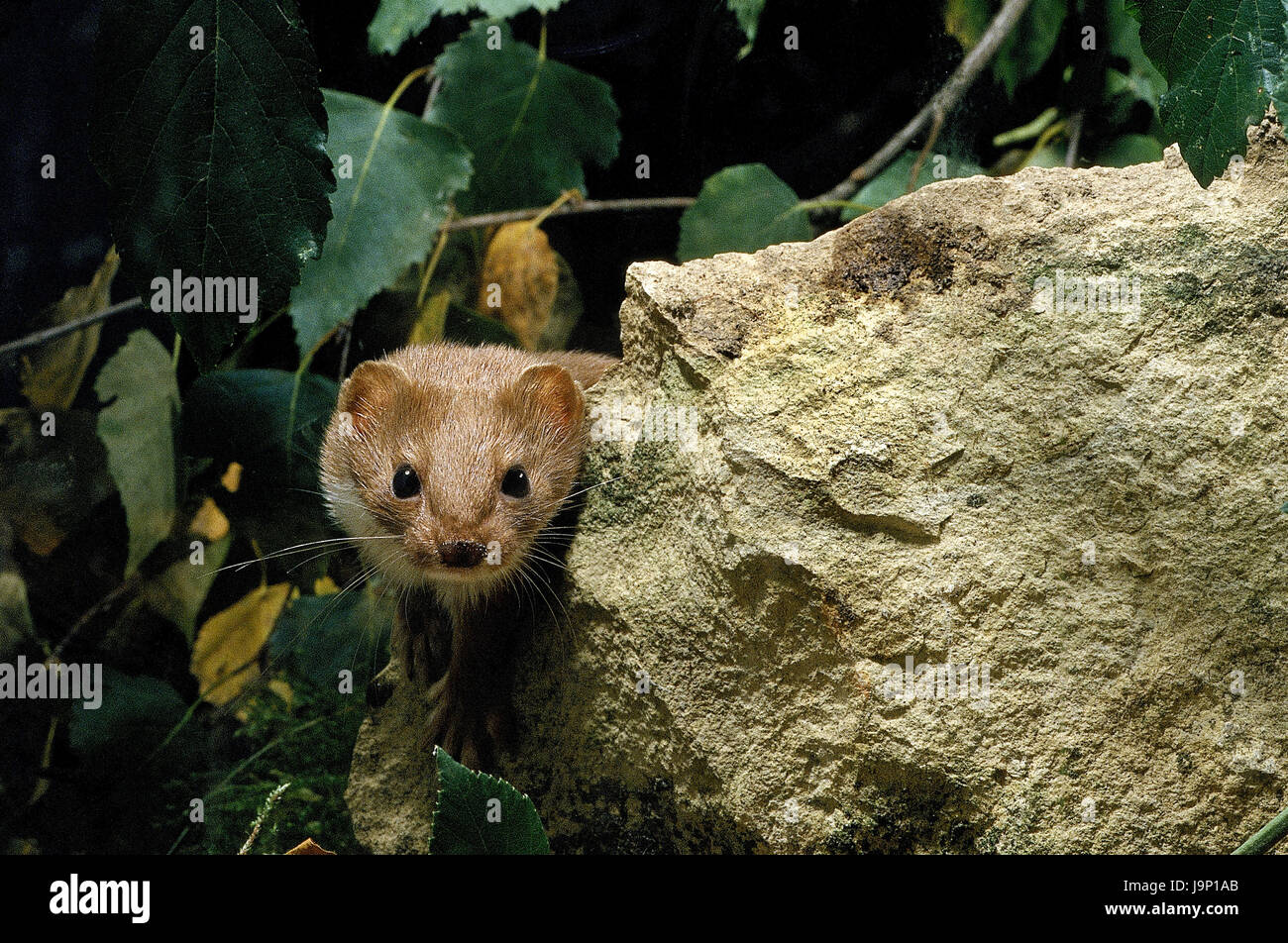Mouse weasel,Mustela nivalis,stone Stock Photo - Alamy