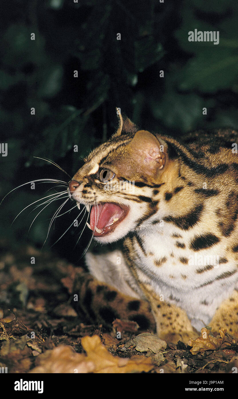 Hiss hi-res stock photography and images - Alamy