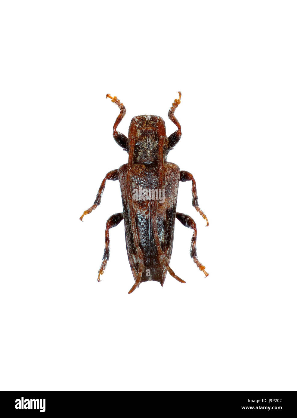 Lesser Thorn-tipped Longhorn Beetleon white Background - Pogonocherus ...