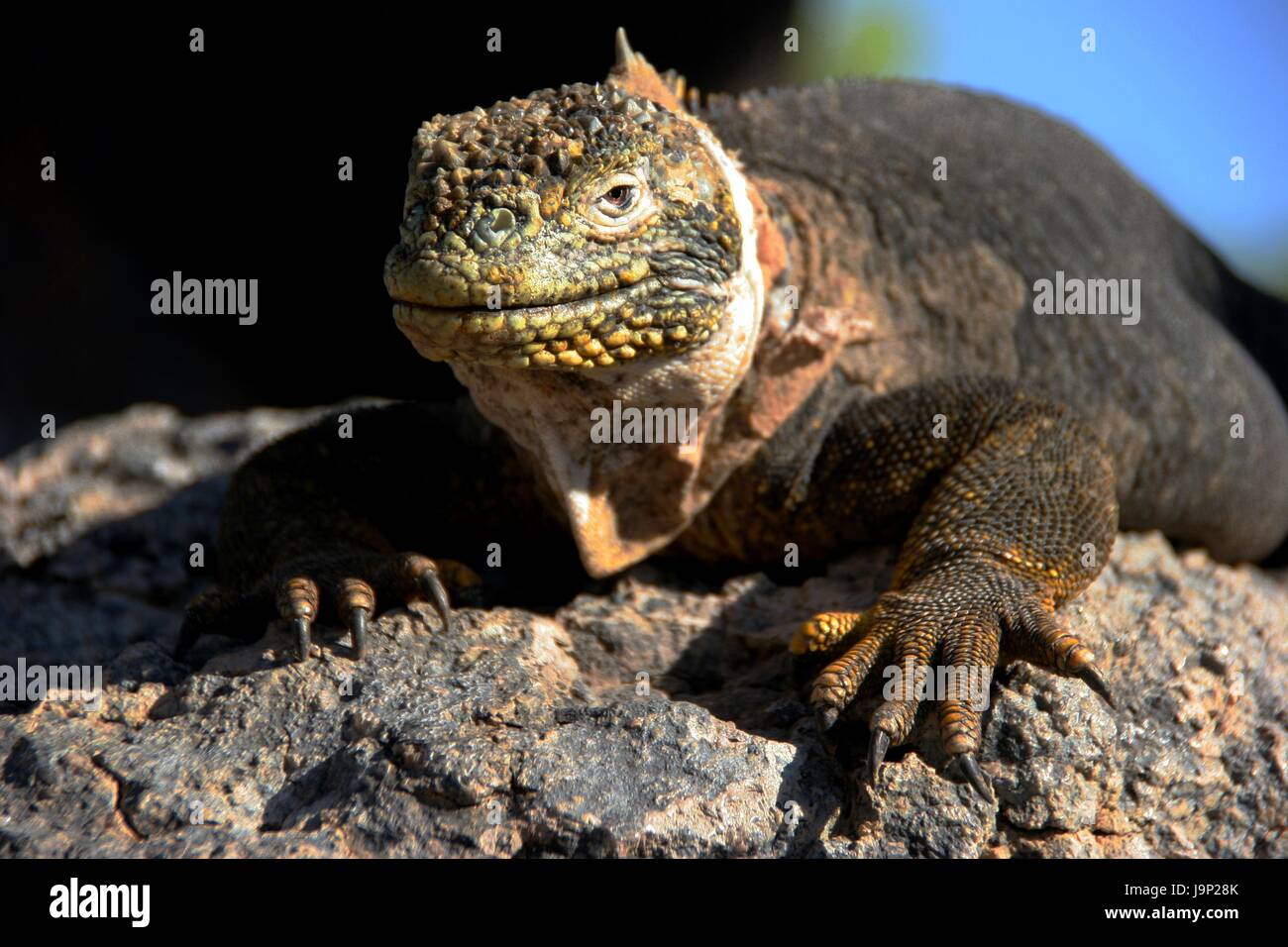 Reptile lizard saurian hovel crawler hi-res stock photography and ...