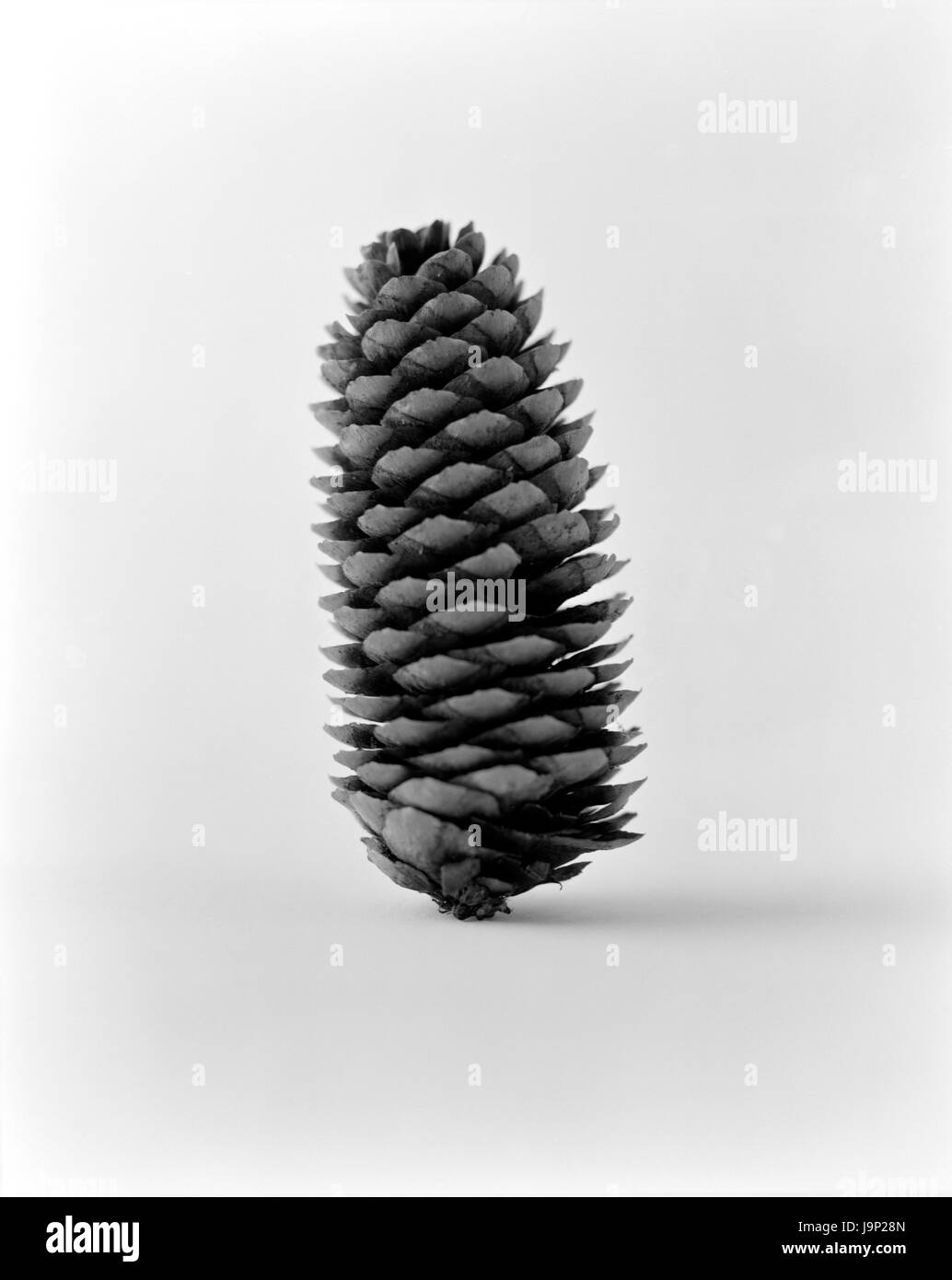 Pine cone, photographed on BW 4x5 film against a white backdrop in a ...