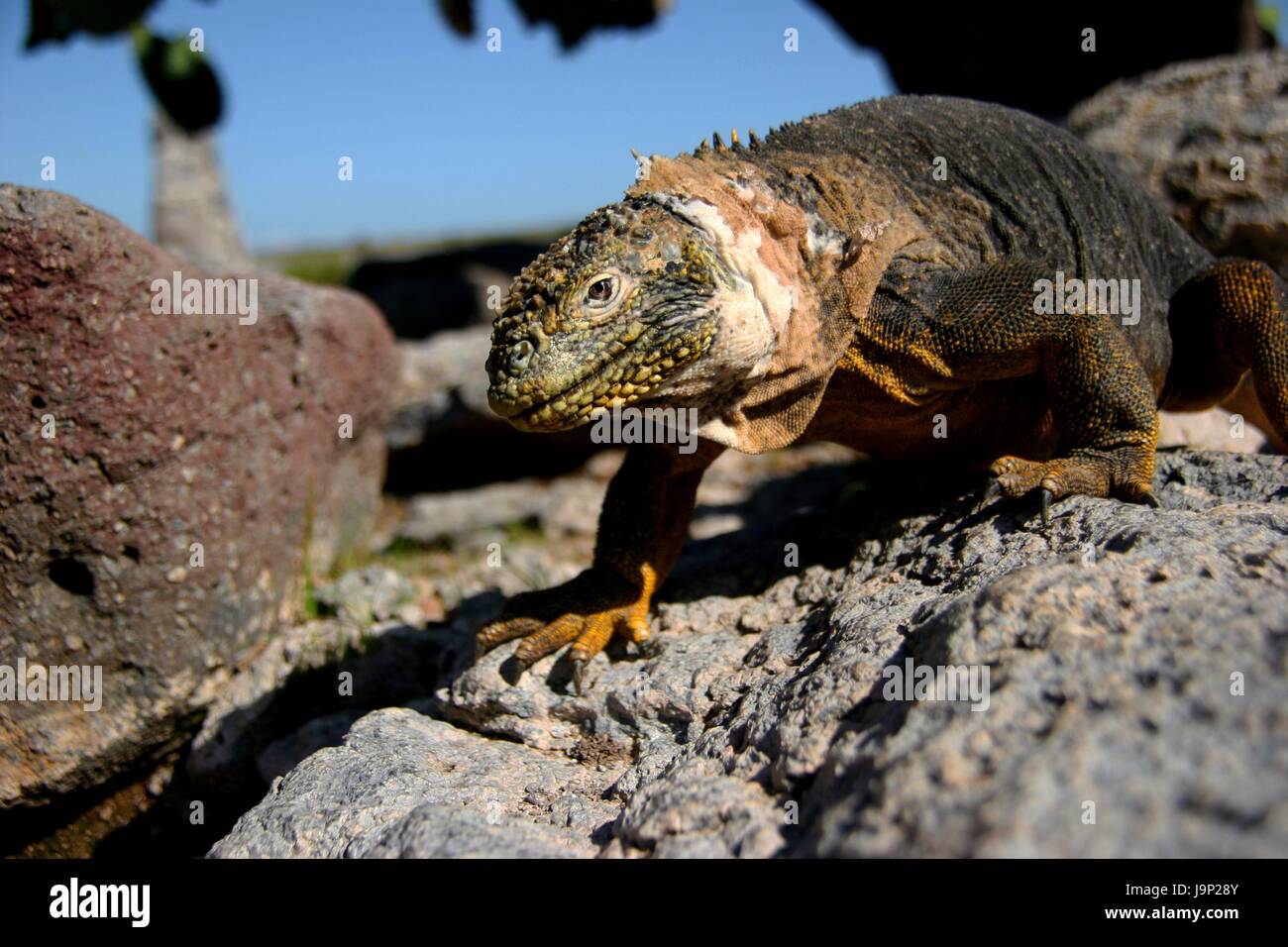 Reptile lizard saurian hovel crawler hi-res stock photography and ...