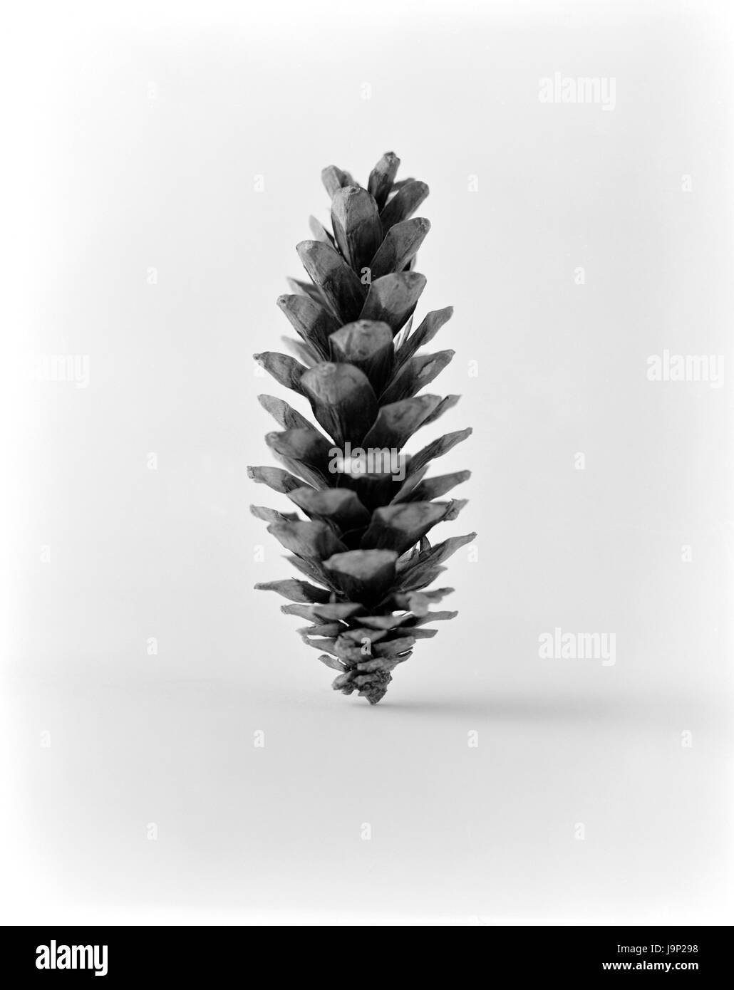 Pine cone, photographed on BW 4x5 film against a white backdrop in a ...
