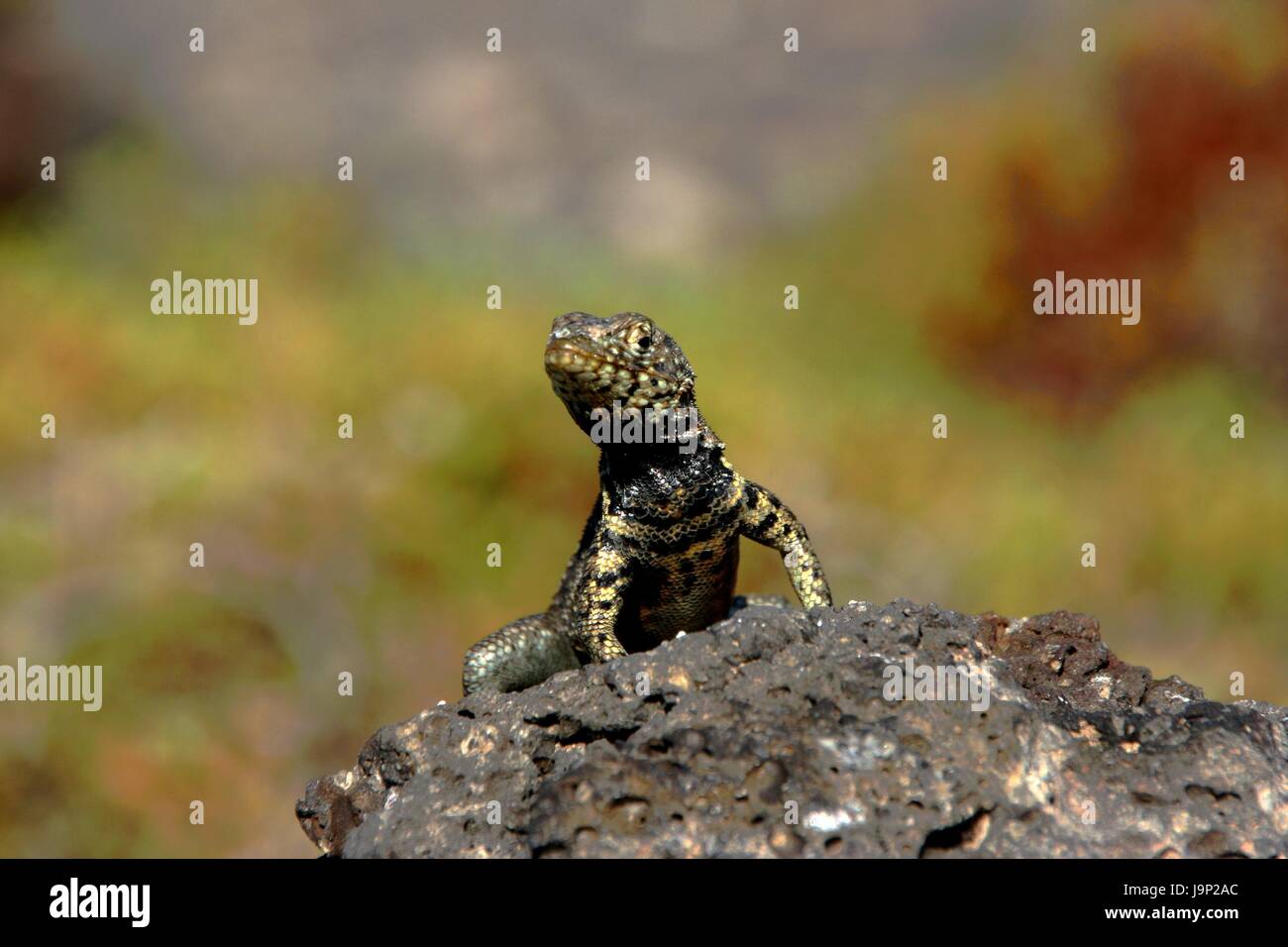 lizard, saurian, coloured, colourful, gorgeous, multifarious, richly ...