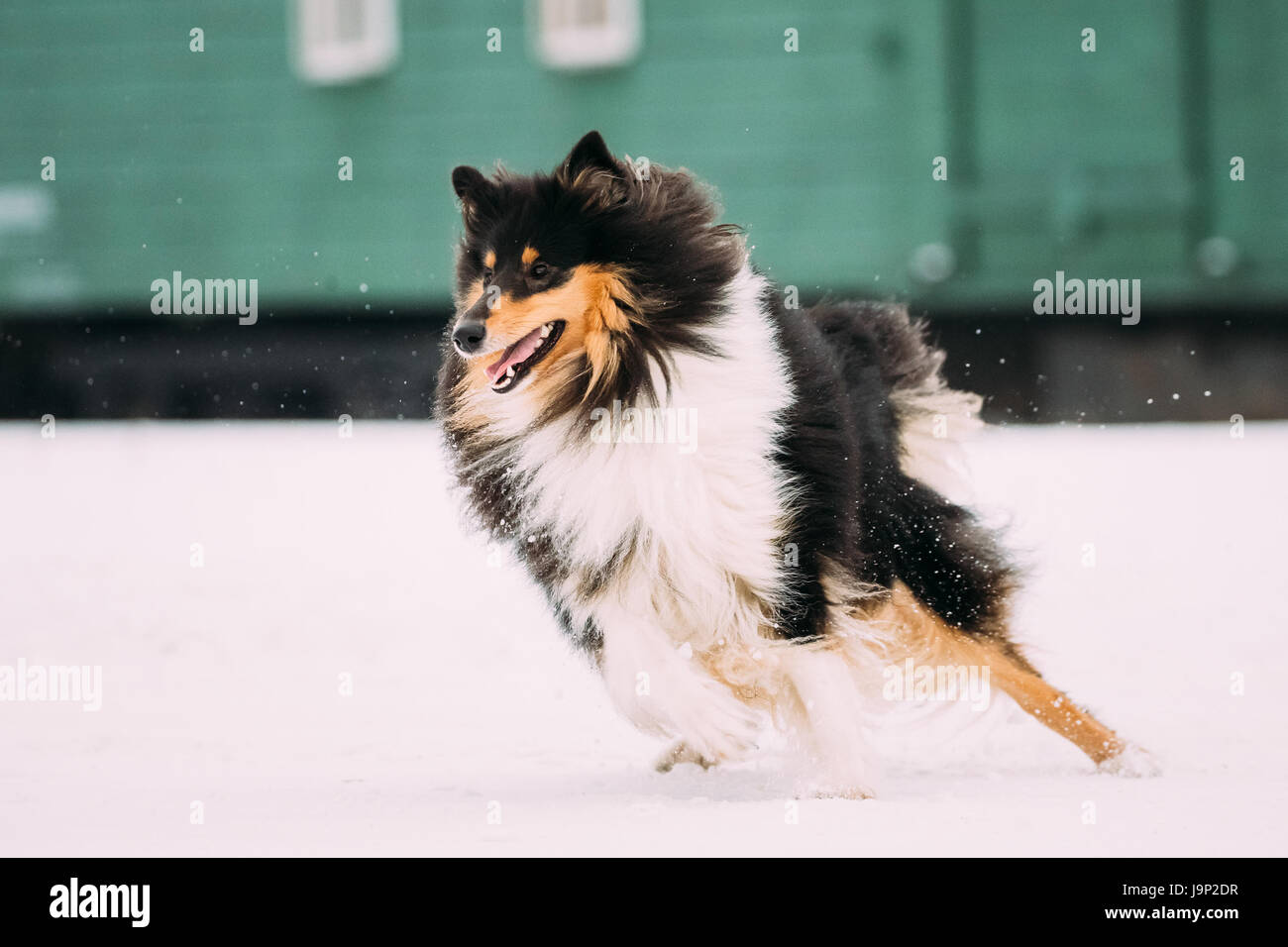 Funny Young Shetland Sheepdog, Sheltie, Collie Dog Playing With Ring ...
