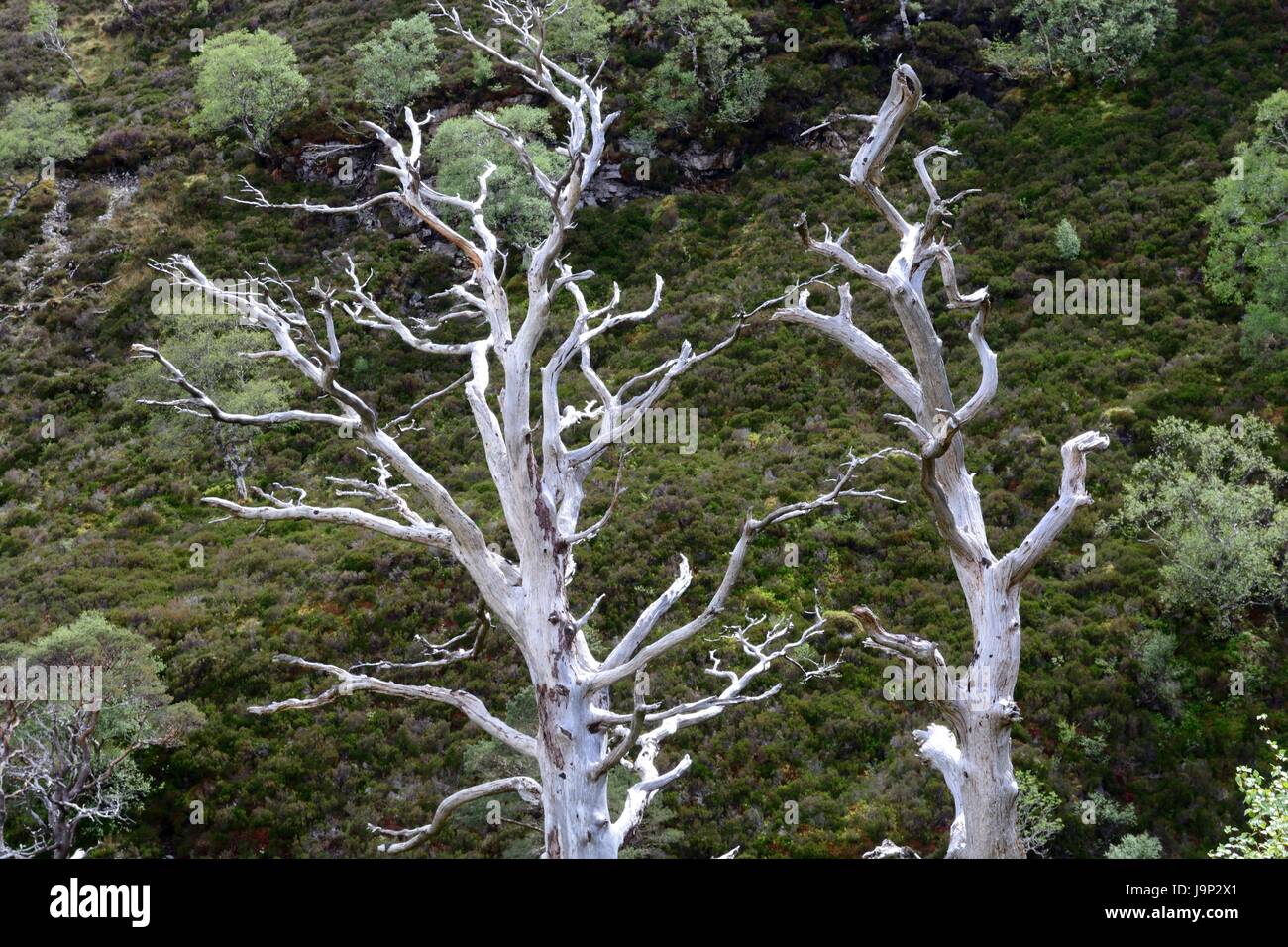 Ghost trees on the Beinn Eighe National nature Reserve trail Werster ...