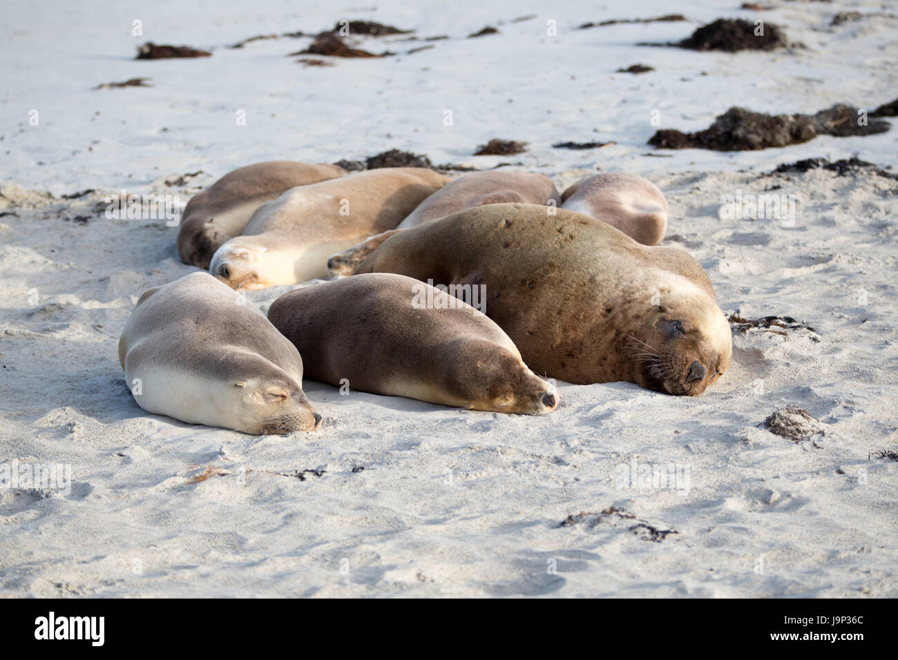 national park, animals, beach, seaside, the beach, seashore, australia ...