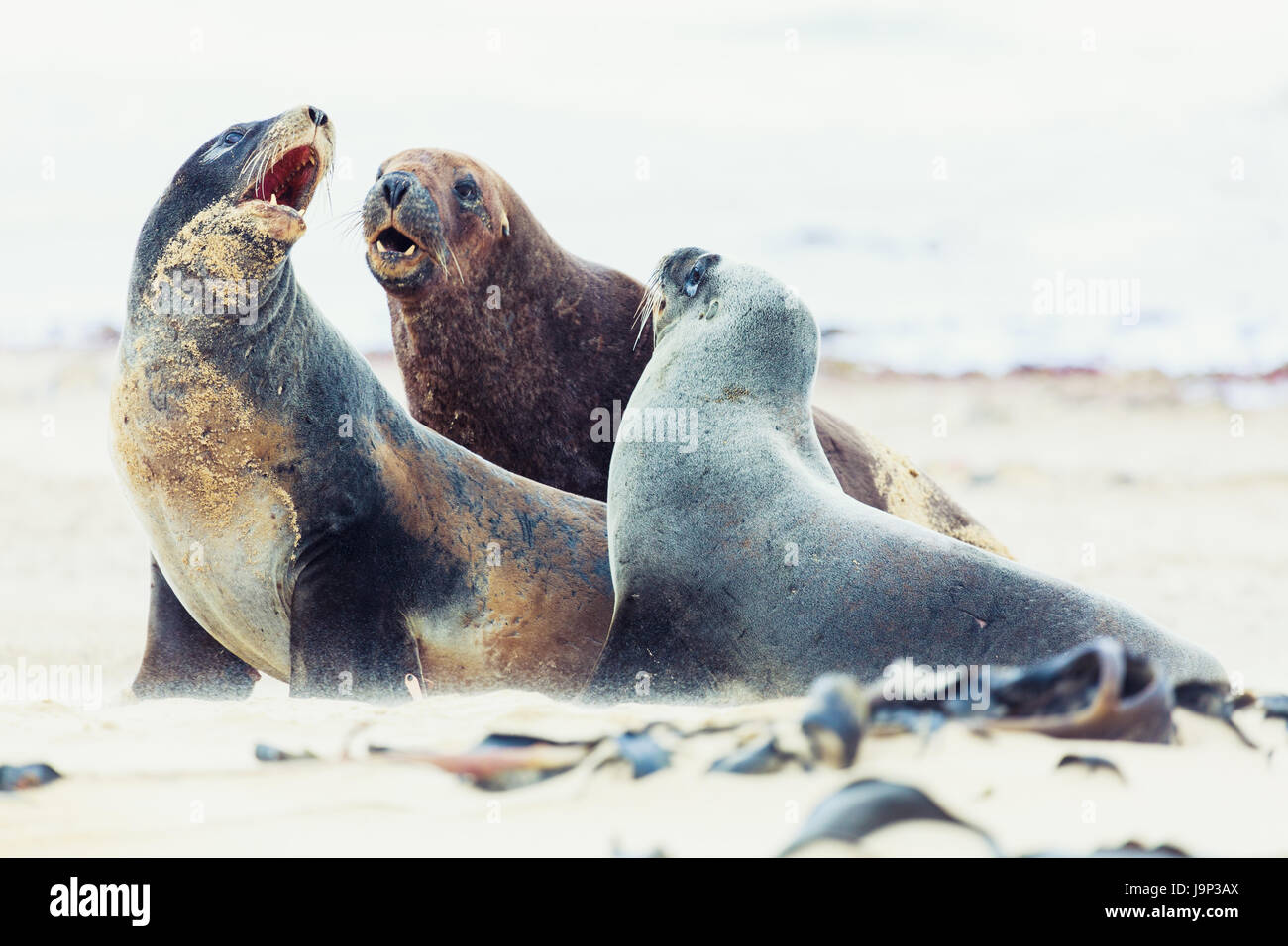 new zealand, sea lion, protected, sheltered, female, animal, mammal ...
