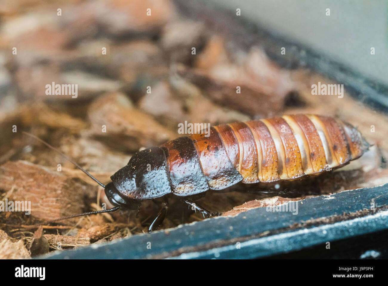 The Madagascar Hissing Cockroach Or Gromphadorhina Portentosa, Aka The ...