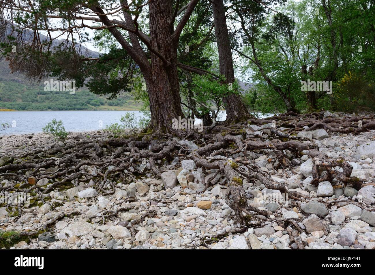 Exposed roots scots pine pinus hi-res stock photography and images - Alamy